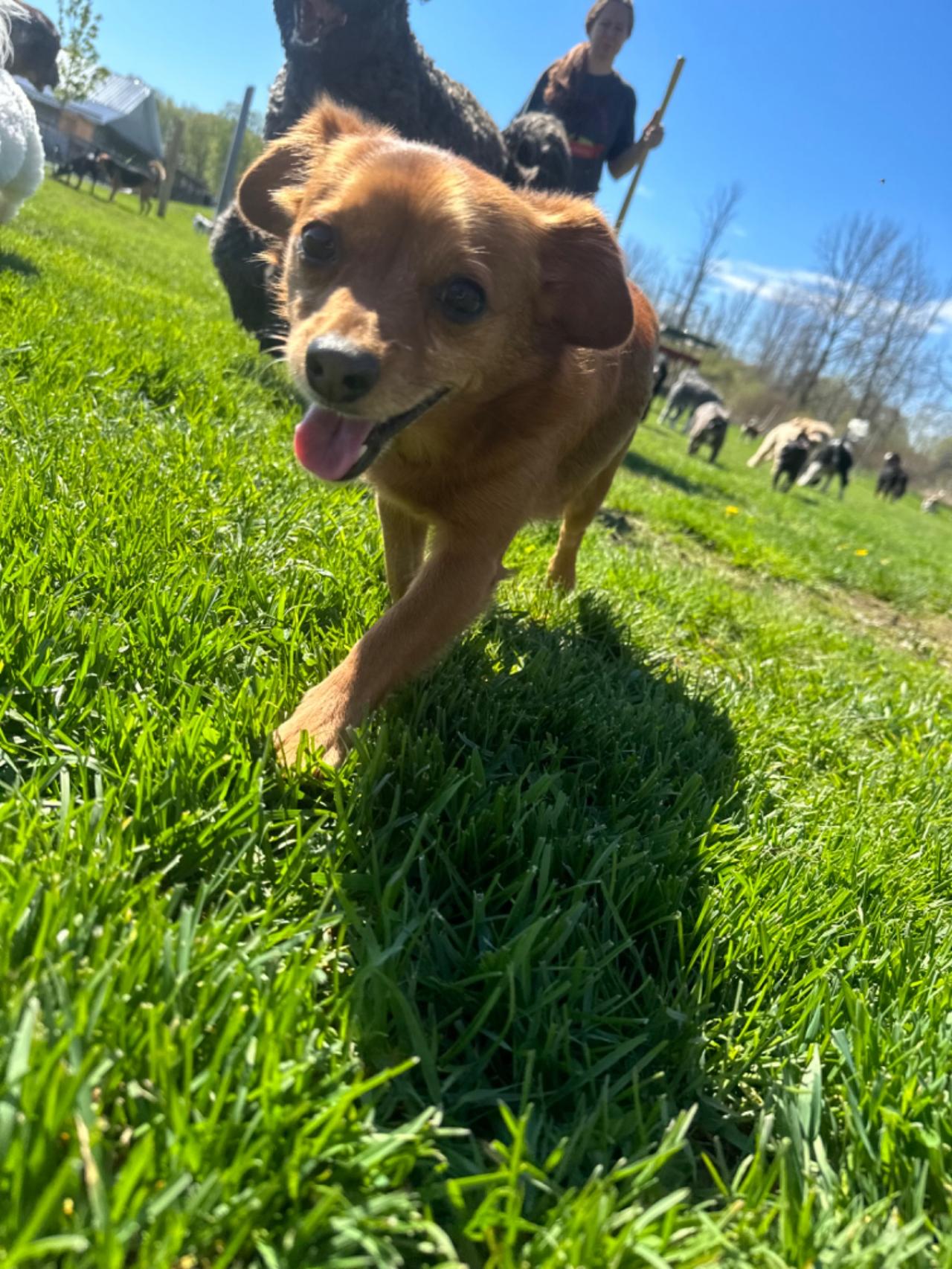 Apple Ridge Farm | Paw Partner