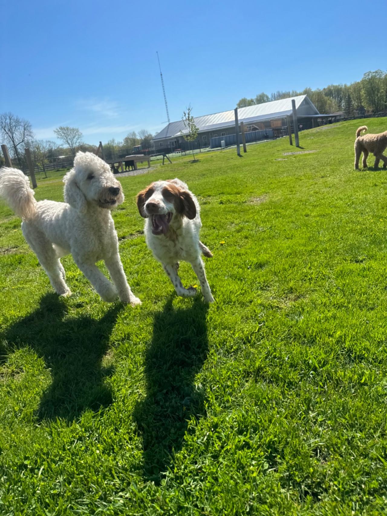 Apple Ridge Farm | Paw Partner