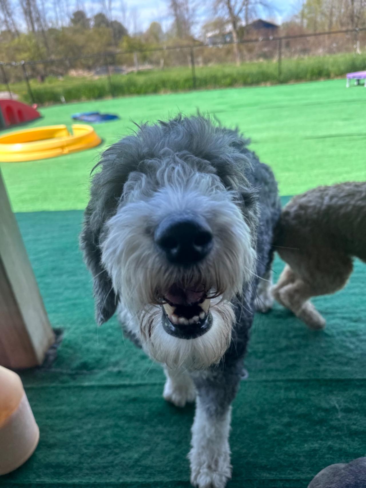 Apple Ridge Farm | Paw Partner