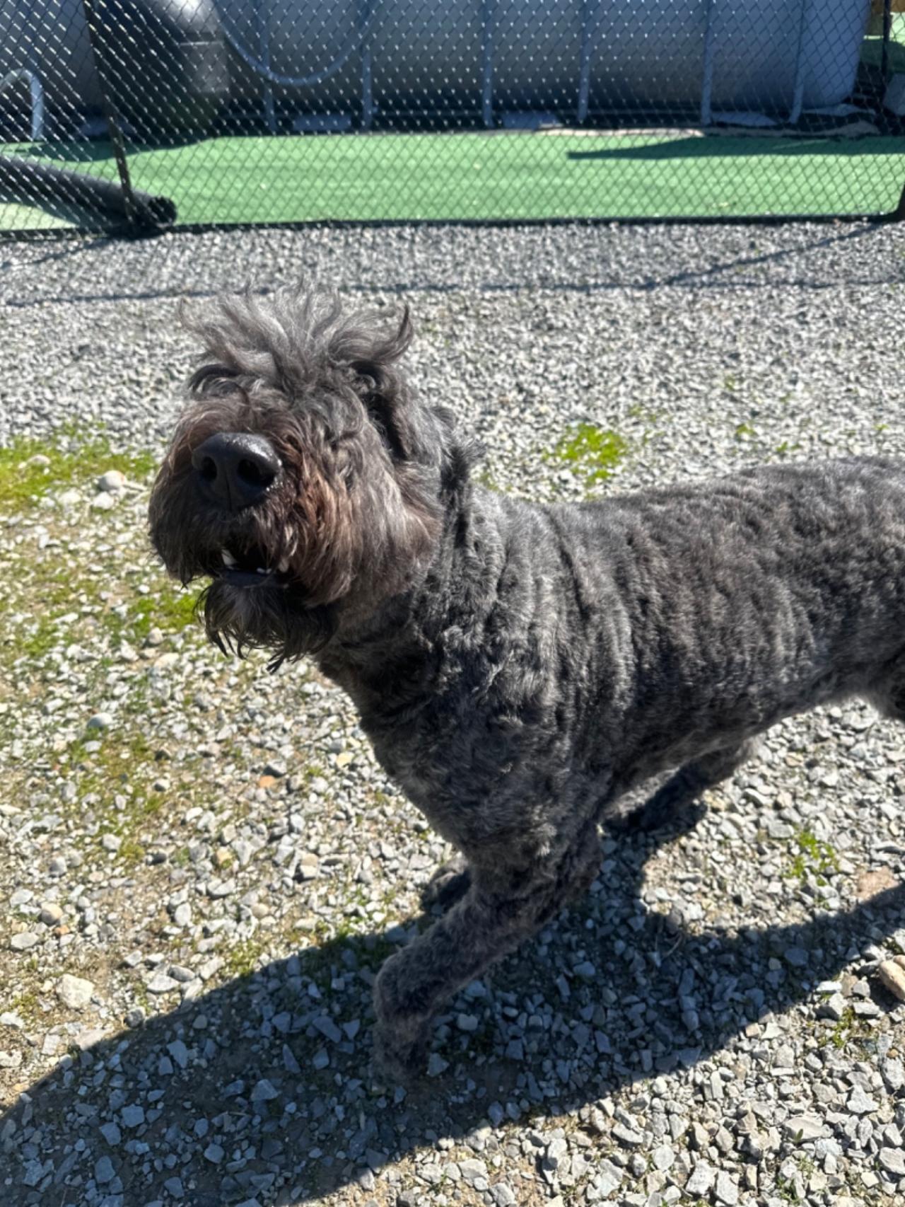 Apple Ridge Farm | Paw Partner