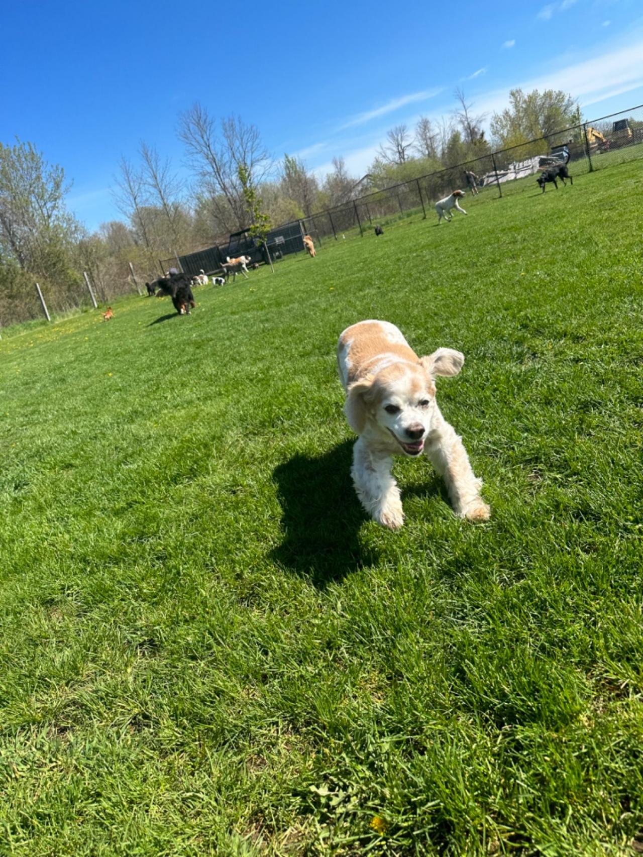 Apple Ridge Farm | Paw Partner