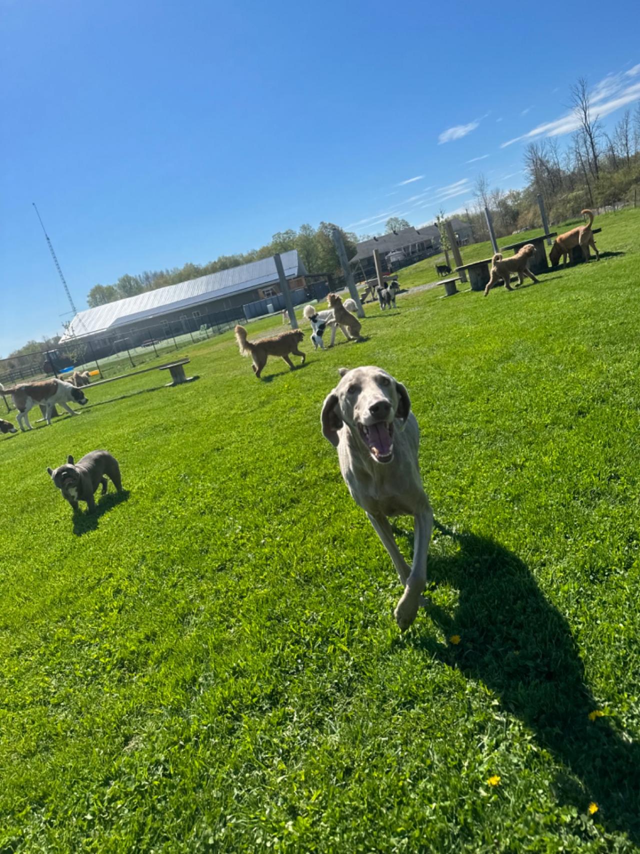 Apple Ridge Farm | Paw Partner