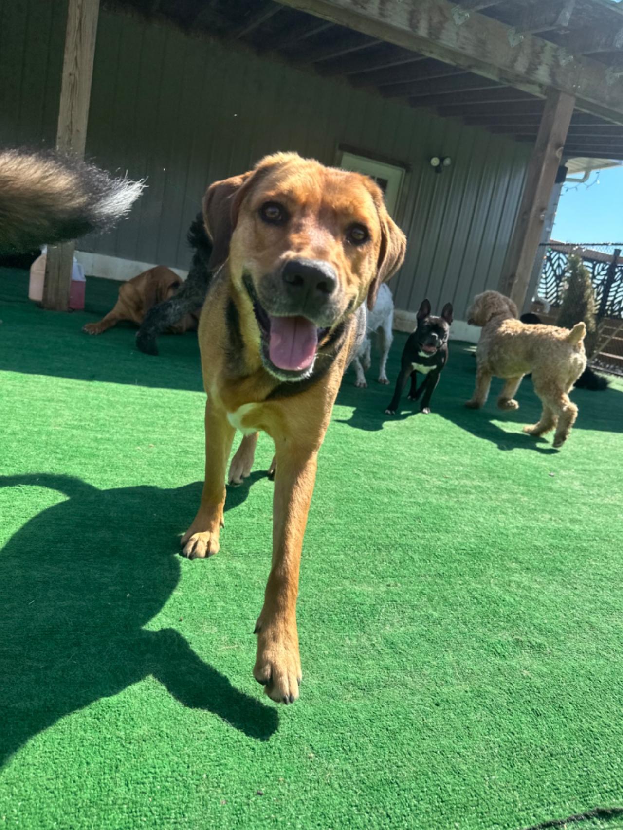 Apple Ridge Farm | Paw Partner