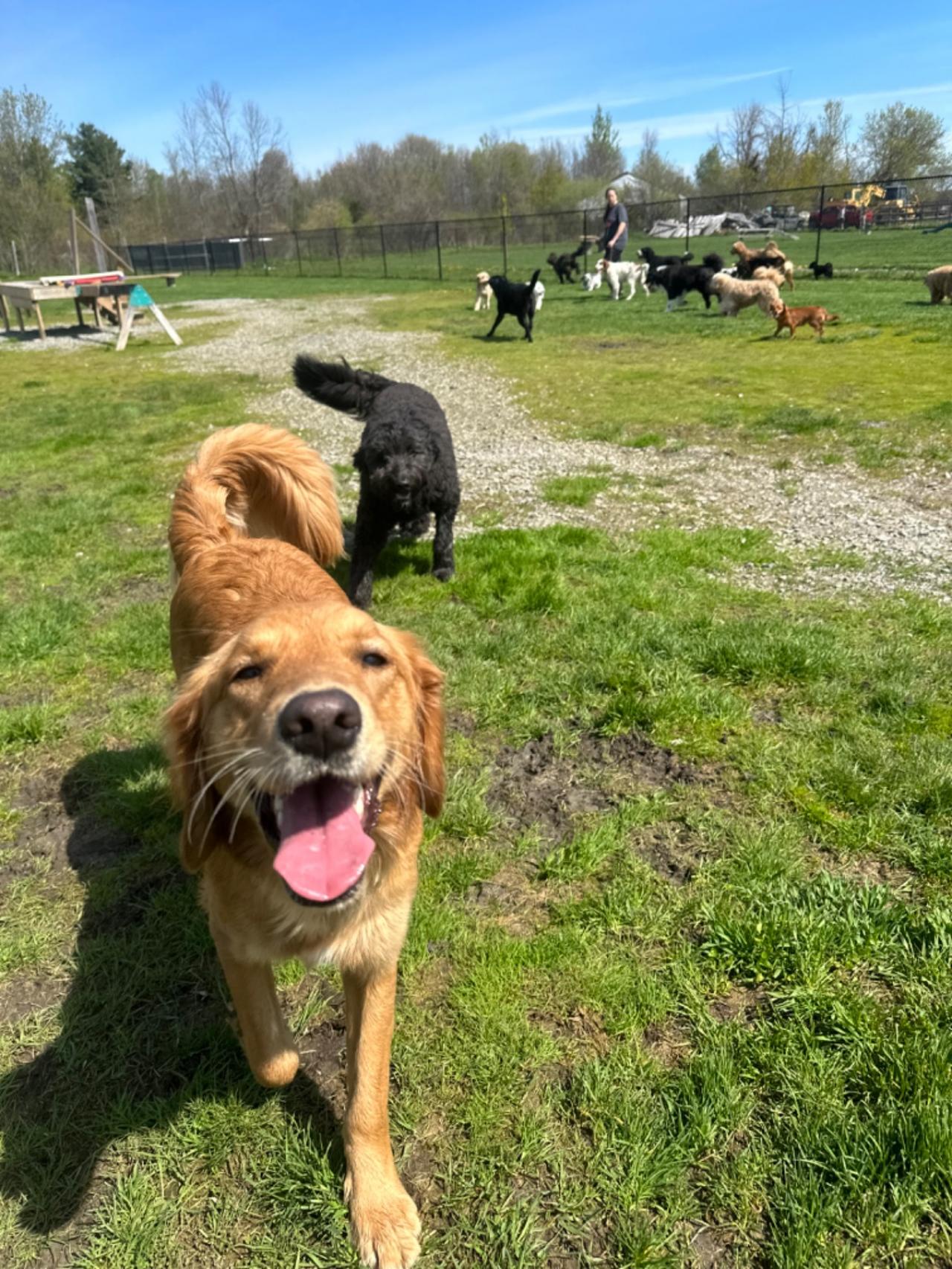 Apple Ridge Farm | Paw Partner