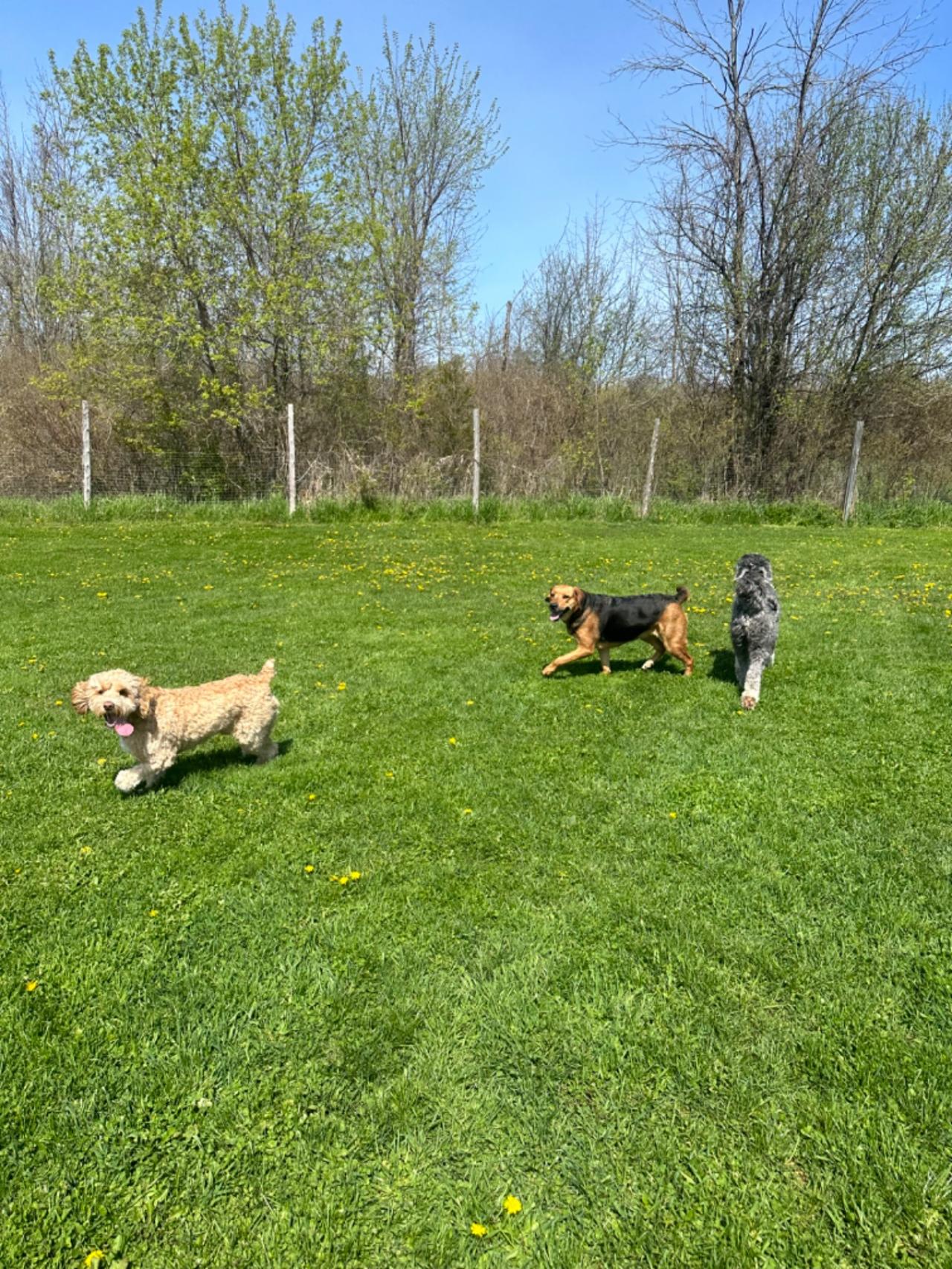 Apple Ridge Farm | Paw Partner