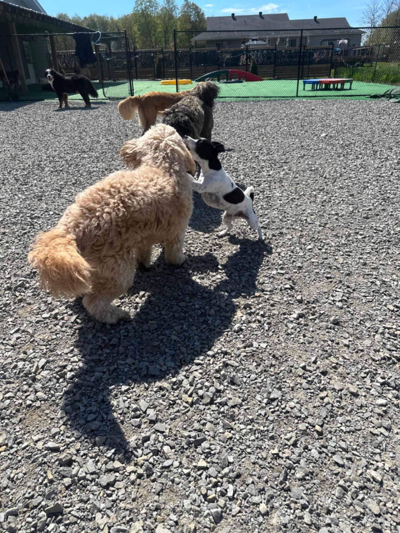 Apple Ridge Farm | Paw Partner