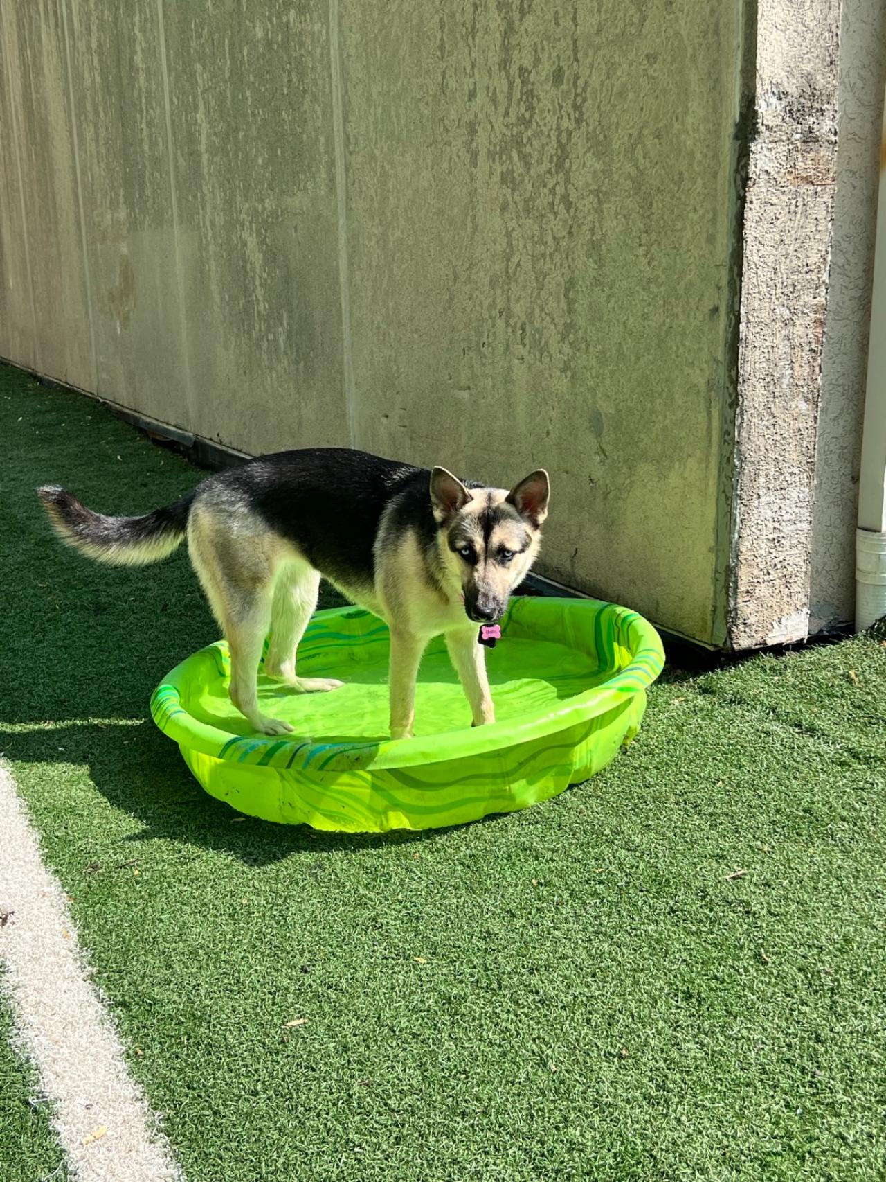 Unleashed Dog Solutions | Paw Partner