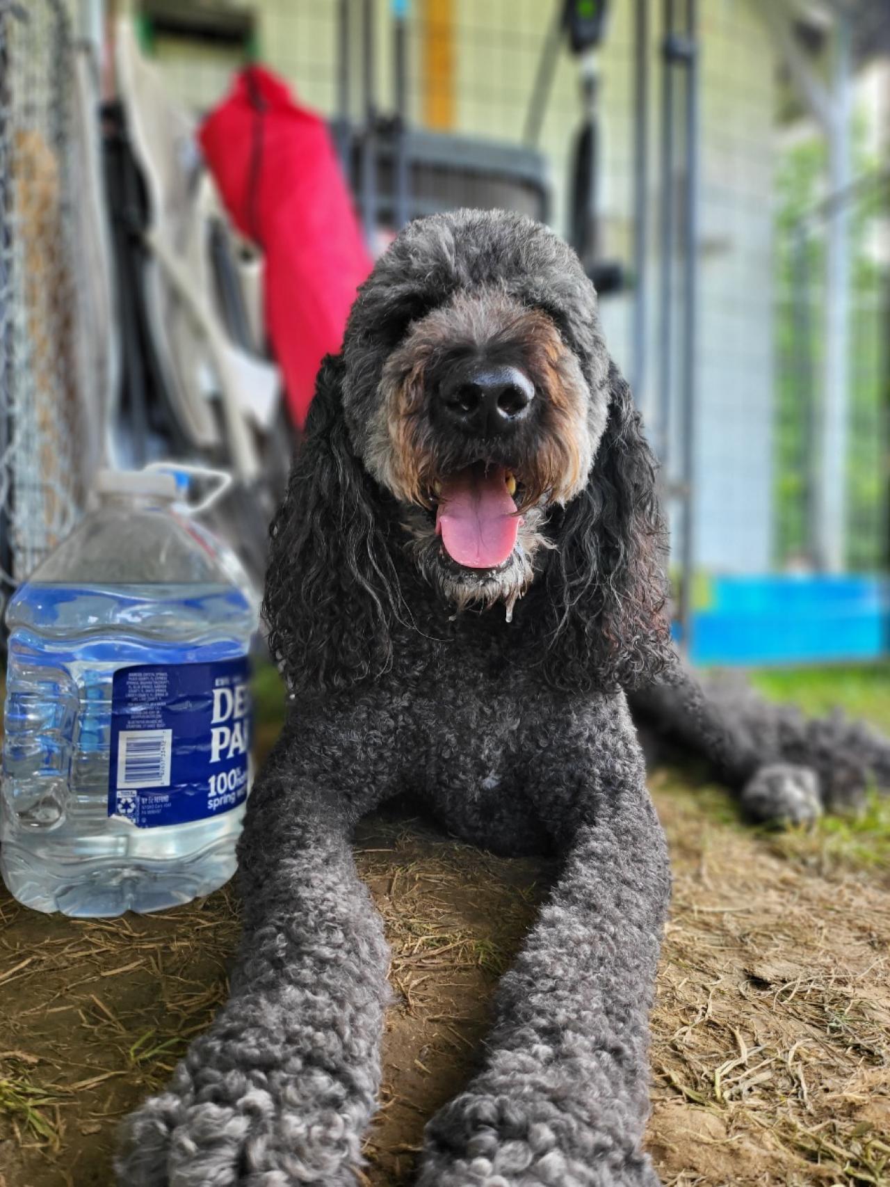 Wilkes Wags And Wiggles | Paw Partner