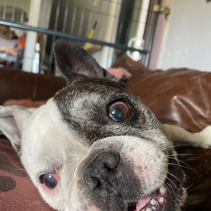 The Dog House | Paw Partner