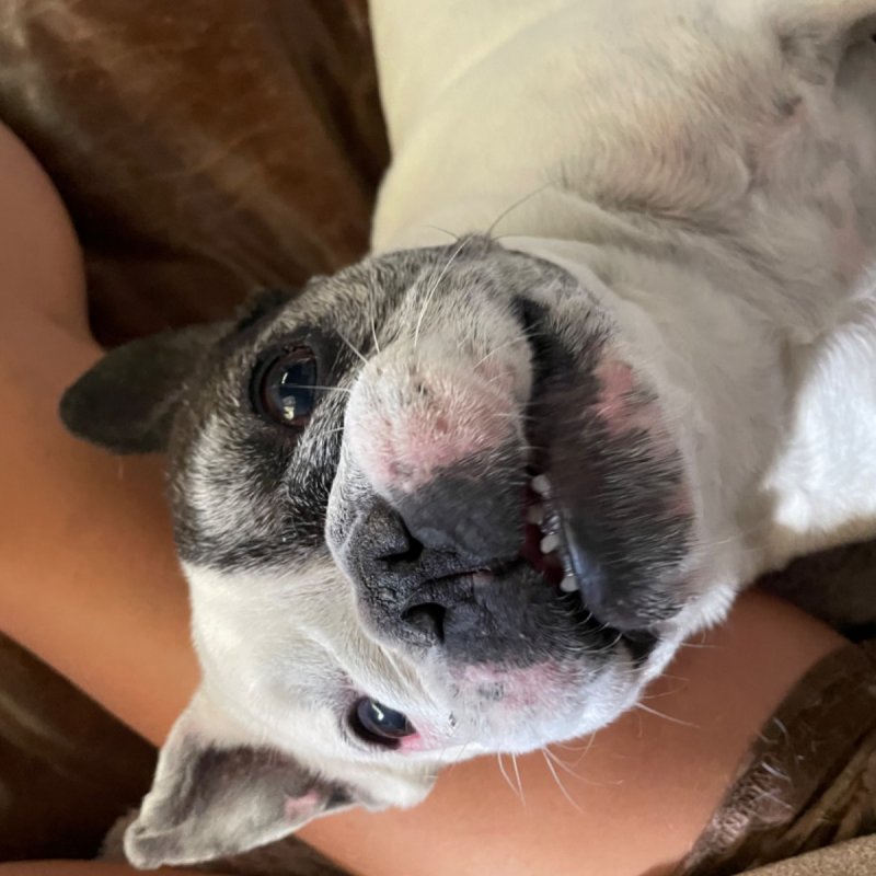 The Dog House | Paw Partner