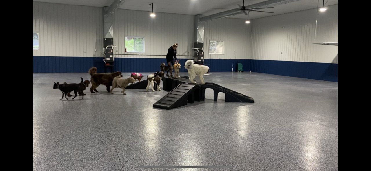 Salty Dog Ranch | Paw Partner