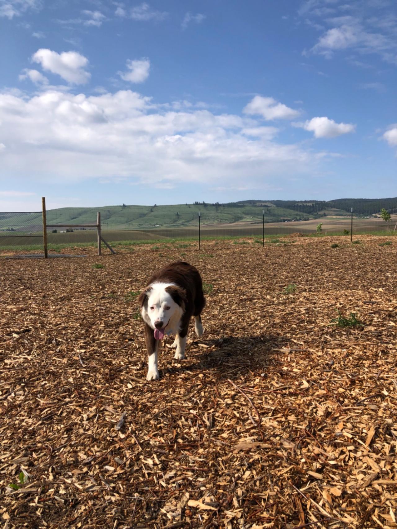 Twin Bins Kennel | Paw Partner