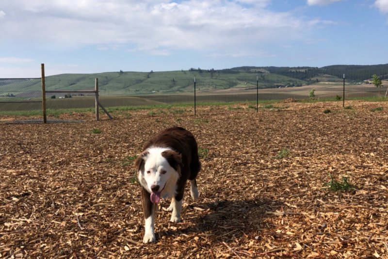 Twin Bins Kennel | Paw Partner