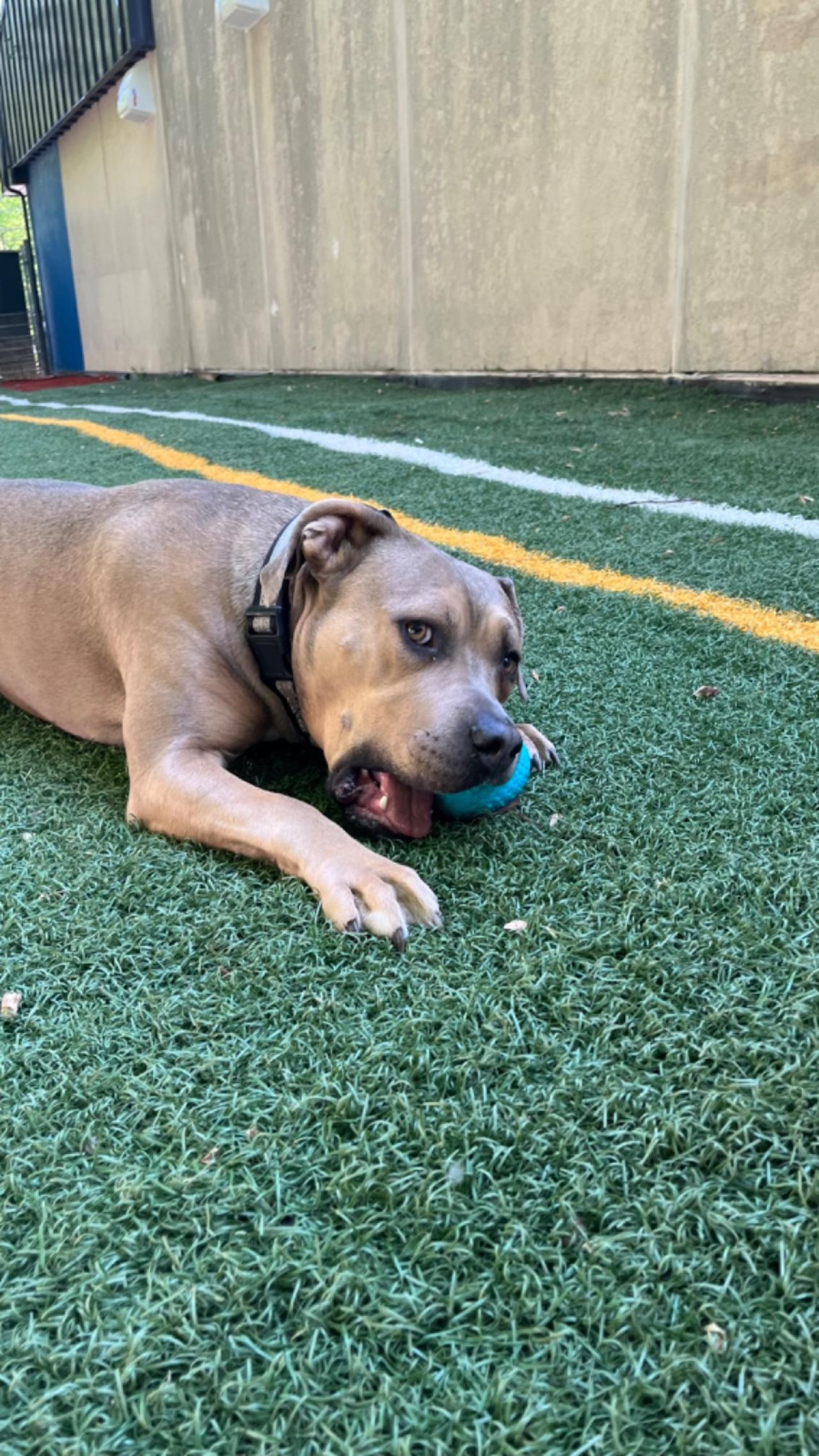 Unleashed Dog Solutions | Paw Partner