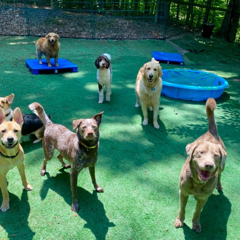 Salty Dog Ranch | Paw Partner