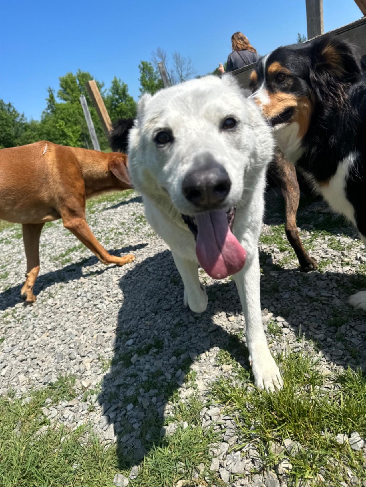 Apple Ridge Farm | Paw Partner