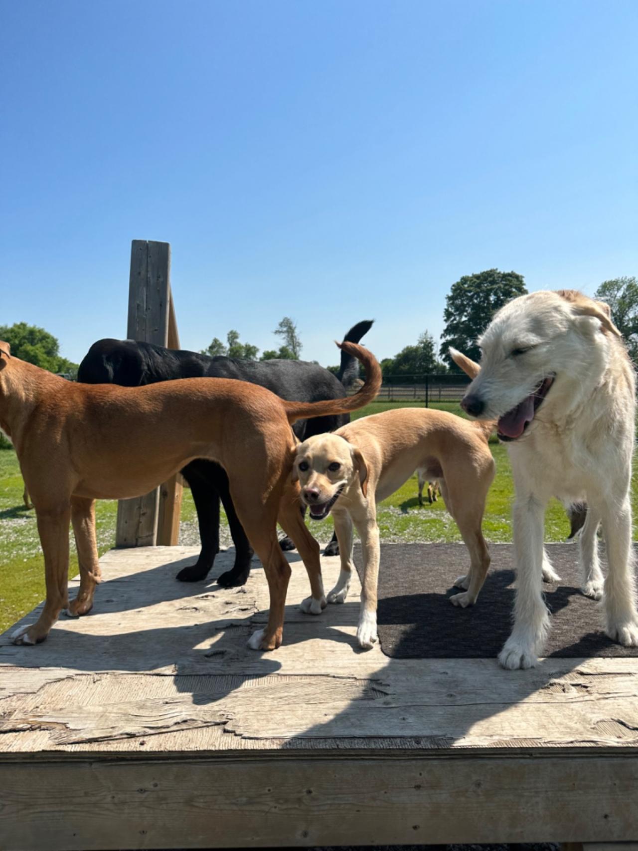 Apple Ridge Farm | Paw Partner