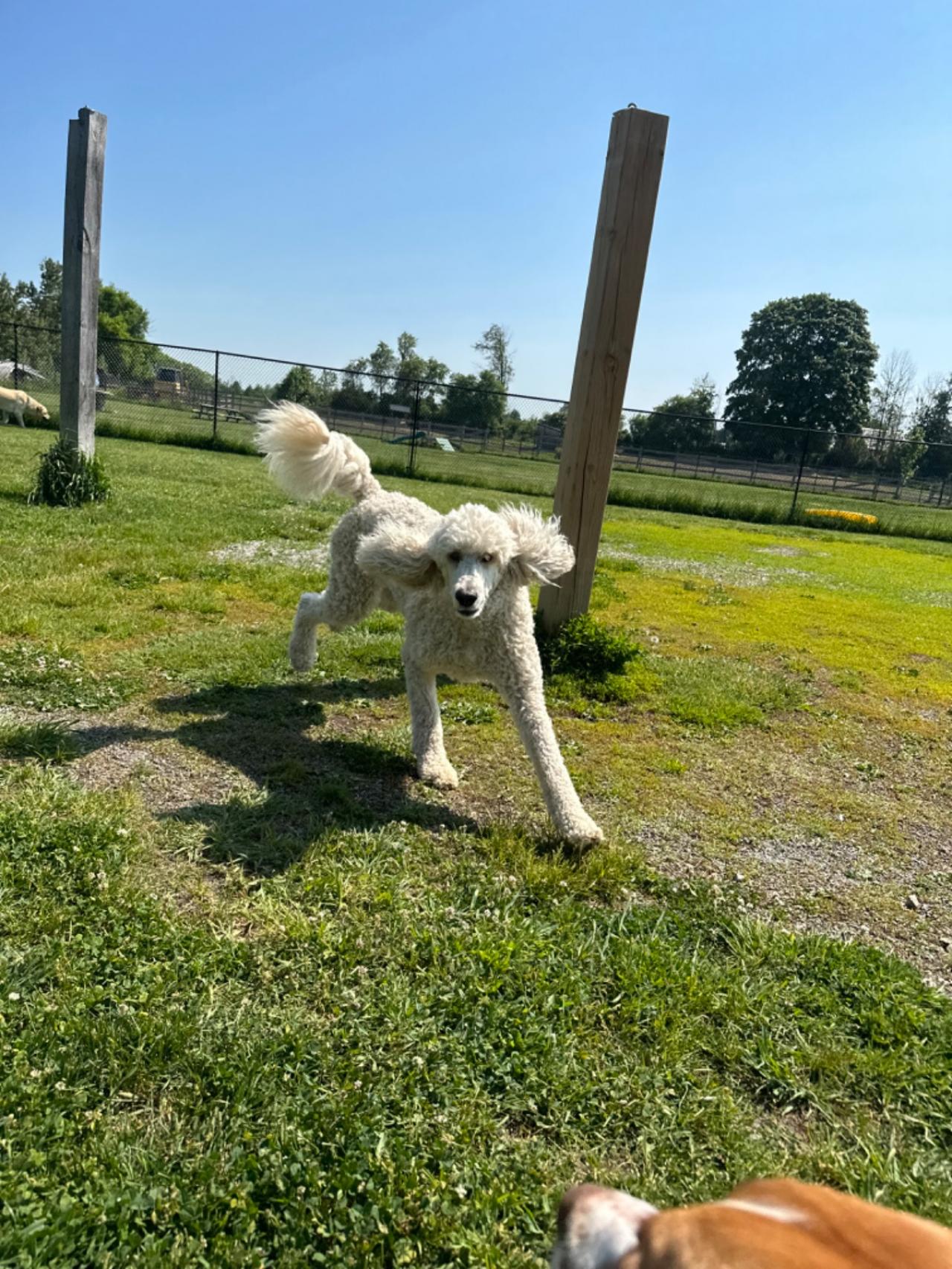 Apple Ridge Farm | Paw Partner