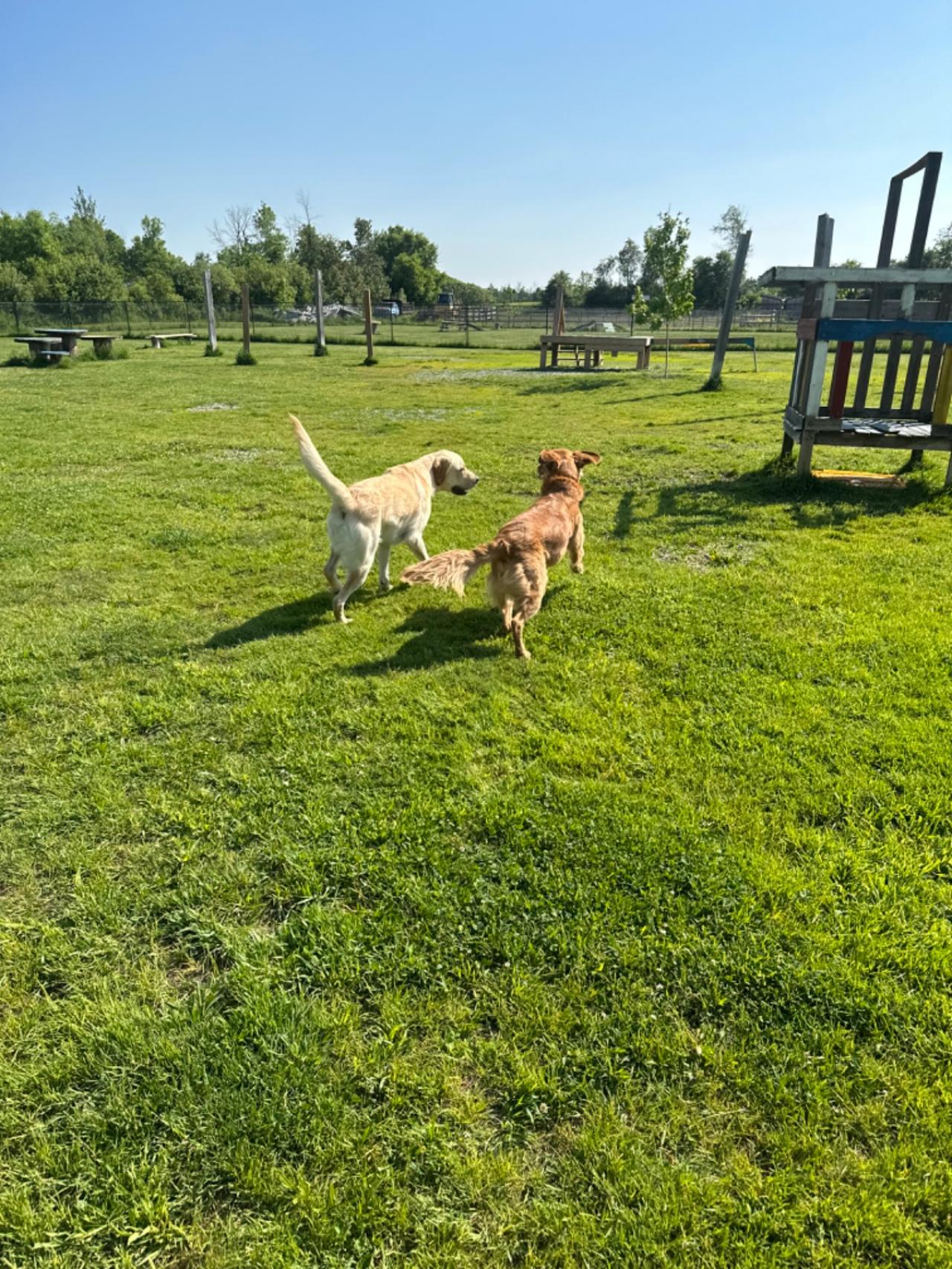 Apple Ridge Farm | Paw Partner