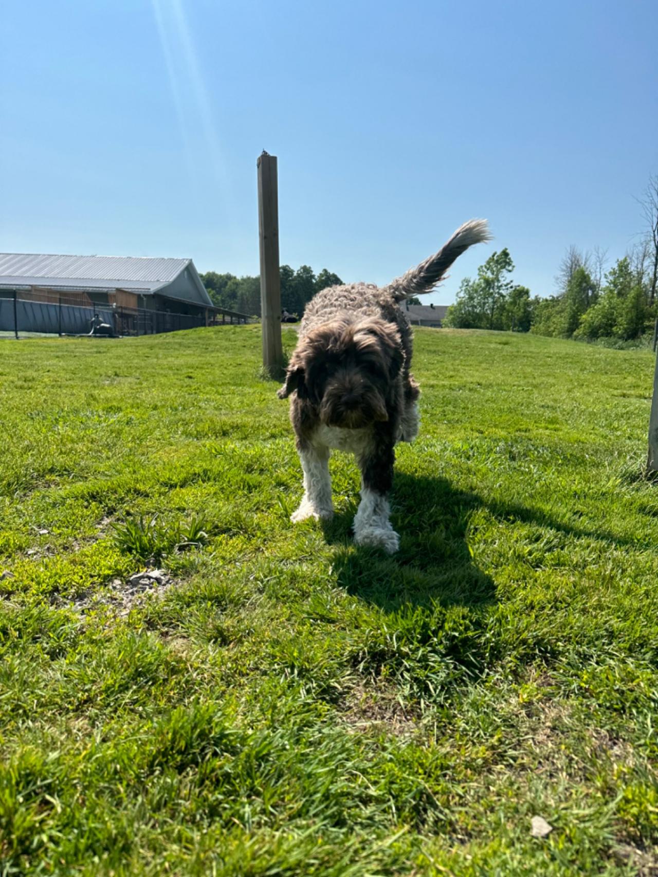 Apple Ridge Farm | Paw Partner