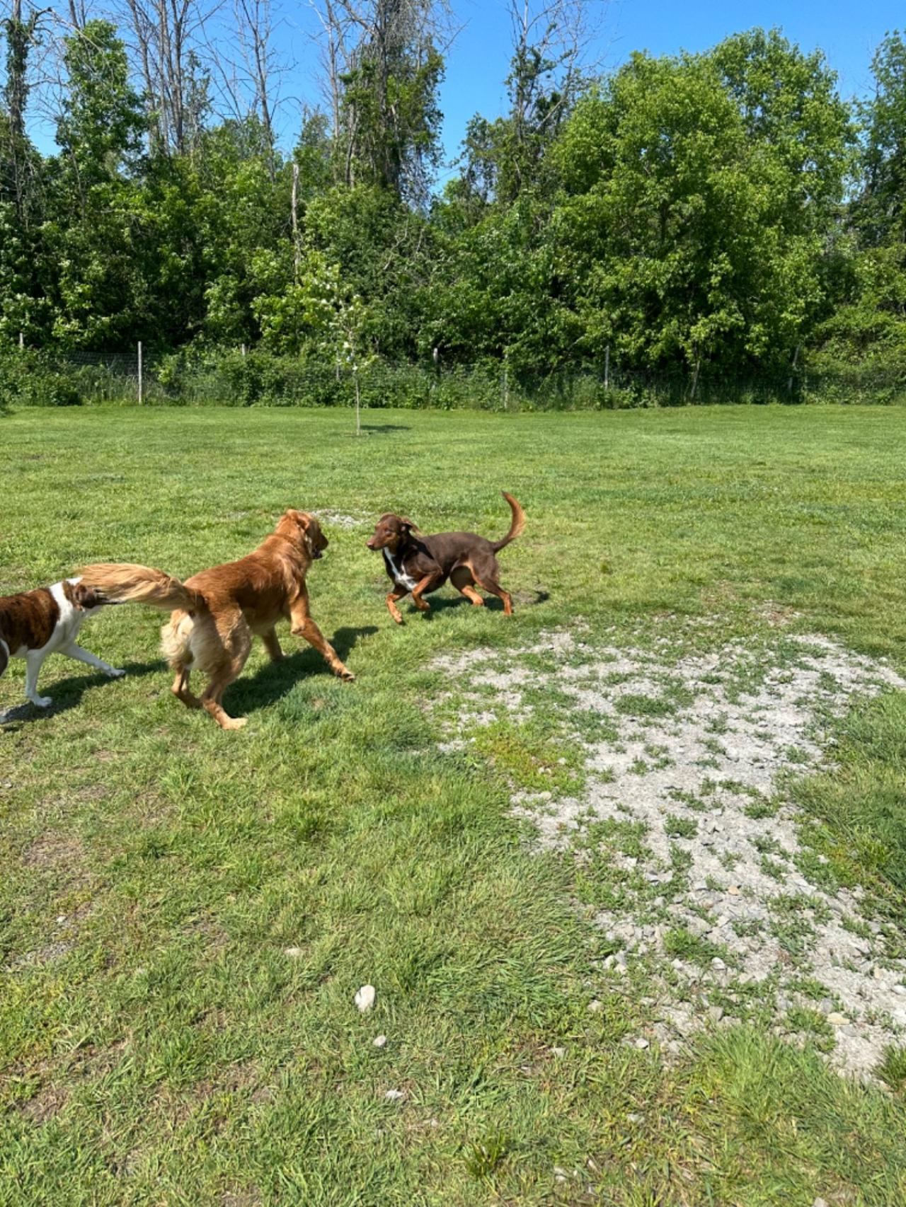 Apple Ridge Farm | Paw Partner