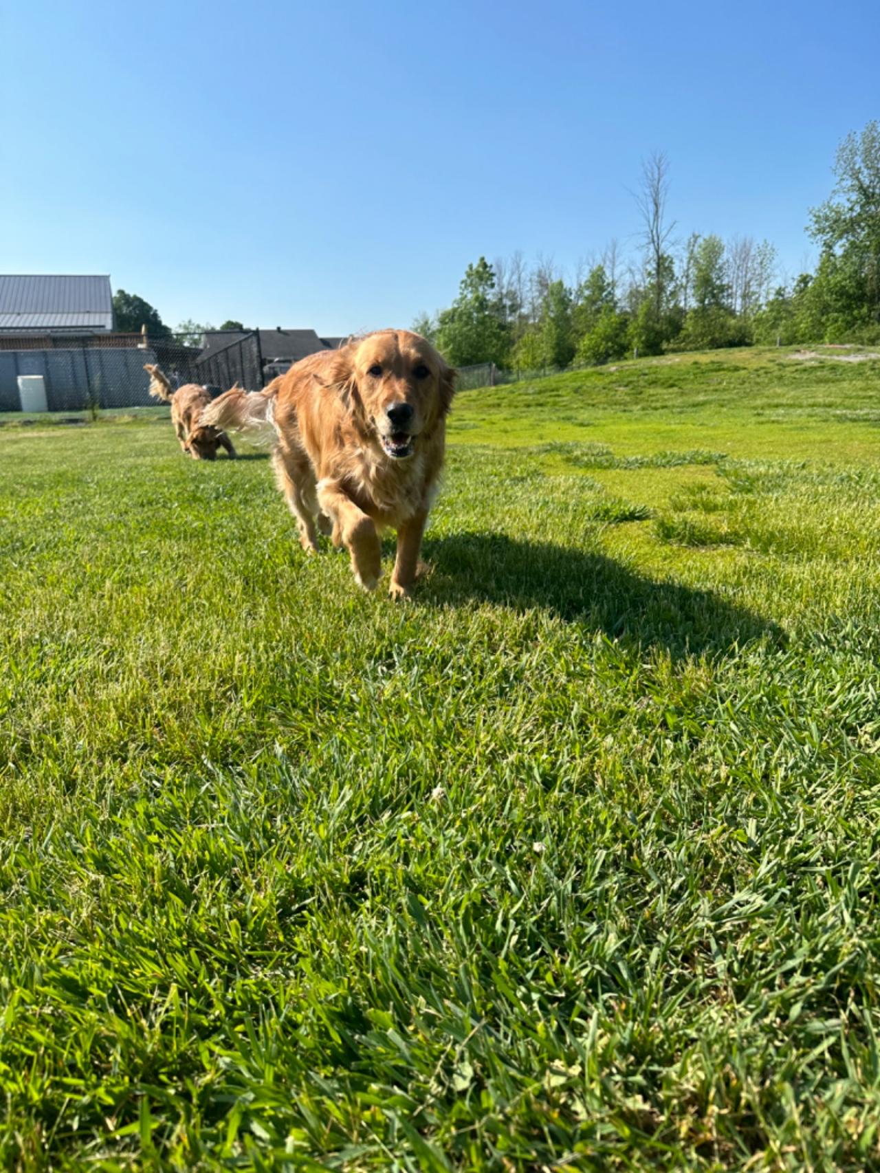 Apple Ridge Farm | Paw Partner