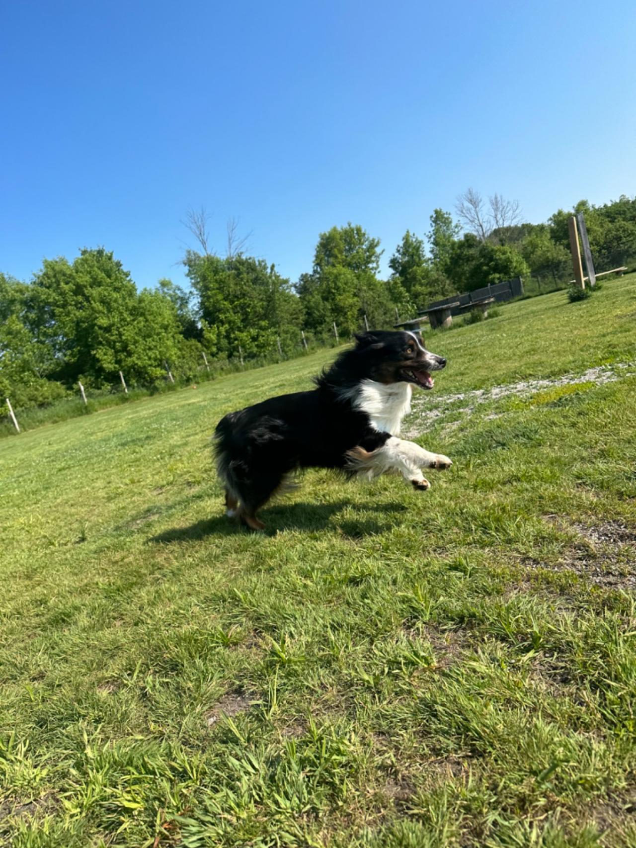 Apple Ridge Farm | Paw Partner