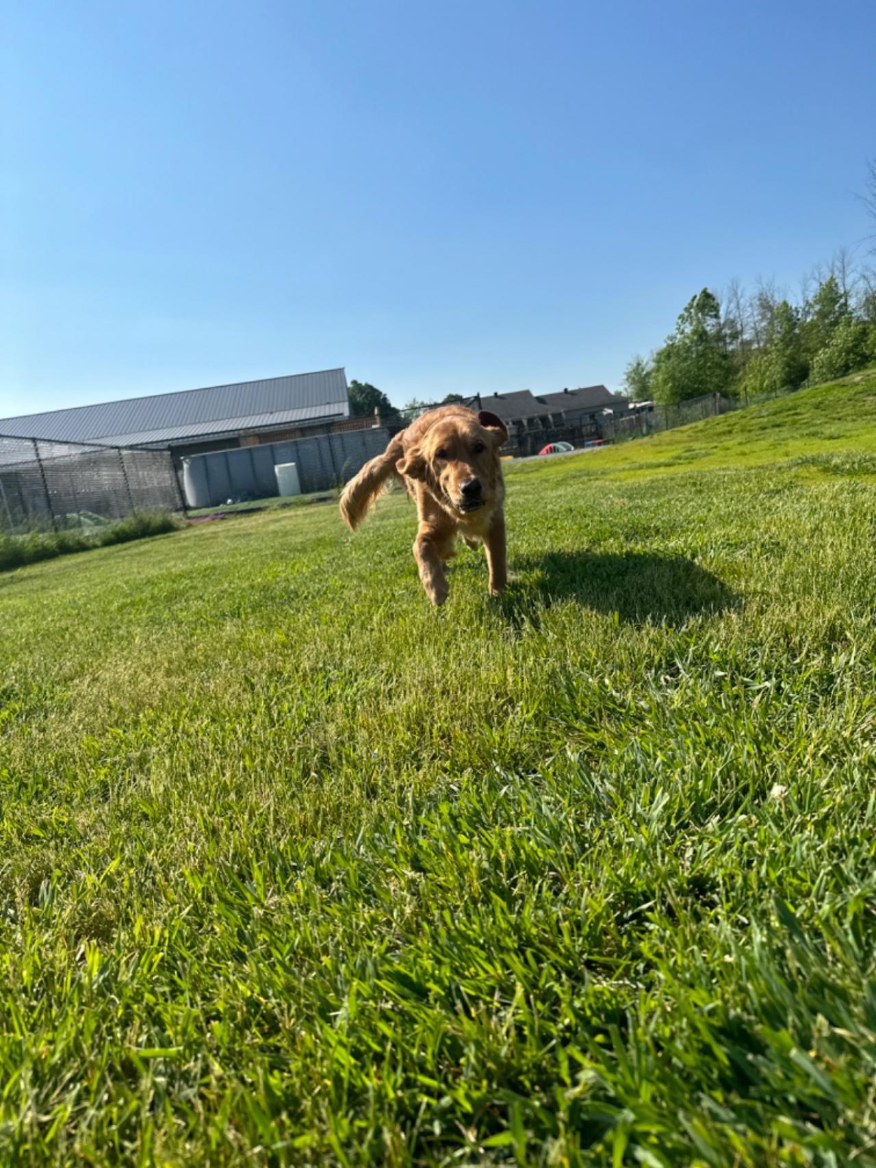 Apple Ridge Farm | Paw Partner