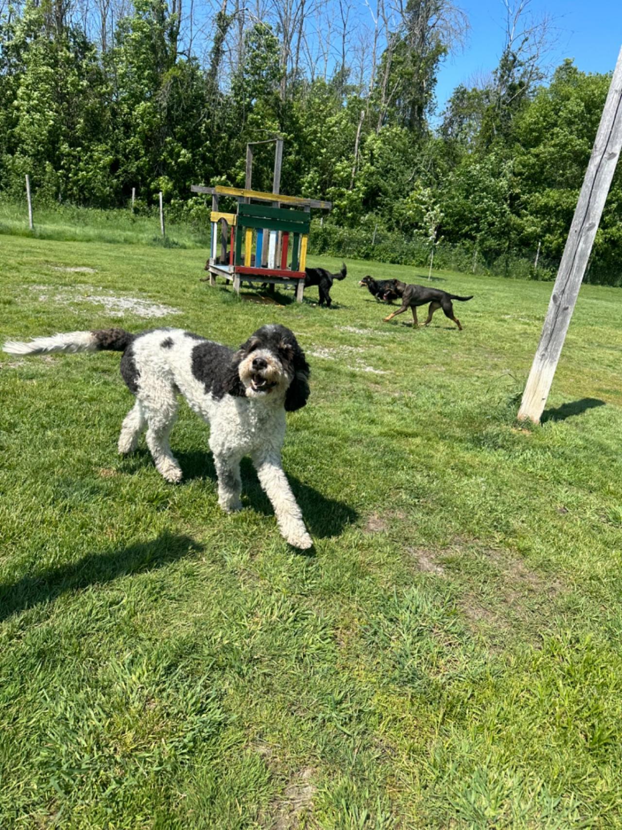 Apple Ridge Farm | Paw Partner