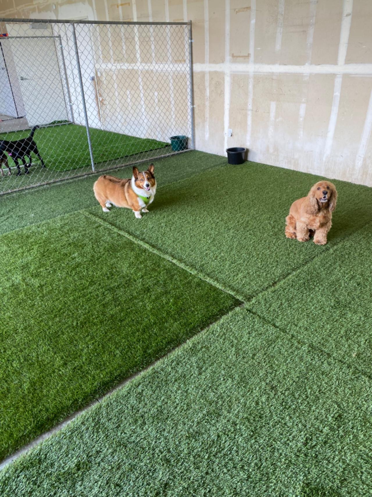 Paws And Claws Pet Resort | Paw Partner