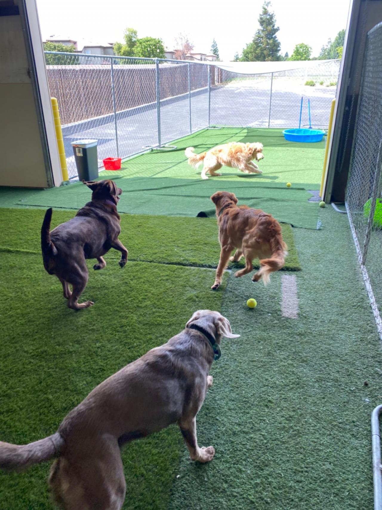 Paws And Claws Pet Resort | Paw Partner