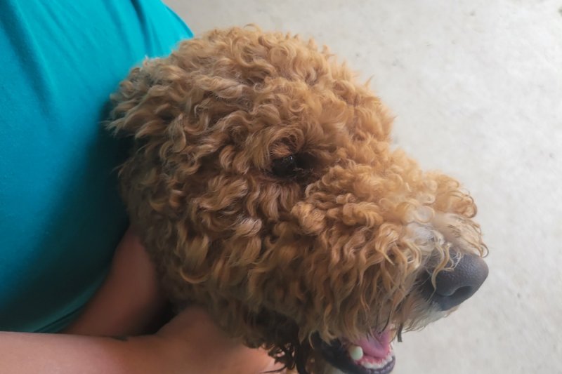 Wags And Whiskers | Paw Partner