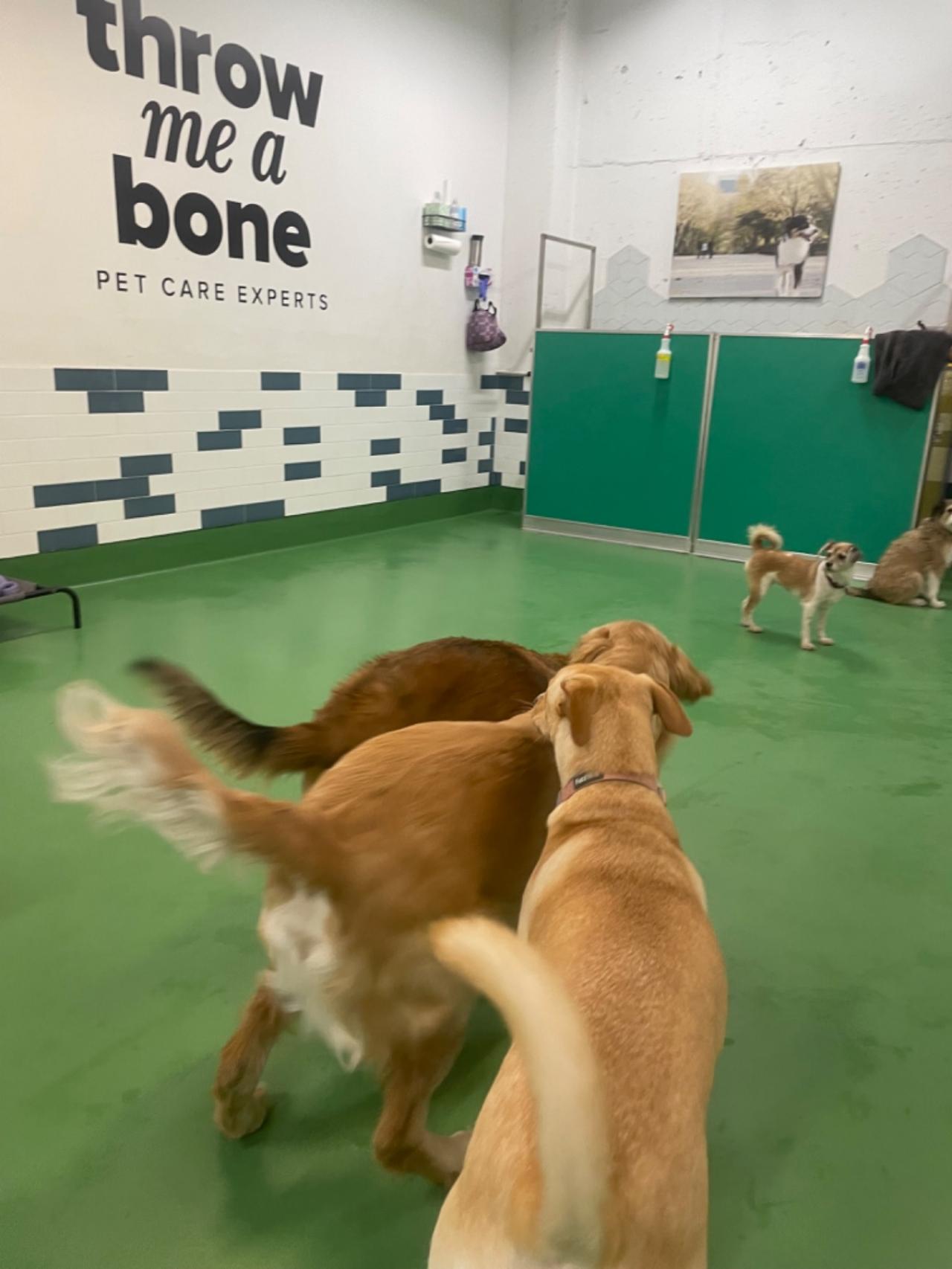 Throw Me A Bone @ 525 W 52nd St | Paw Partner