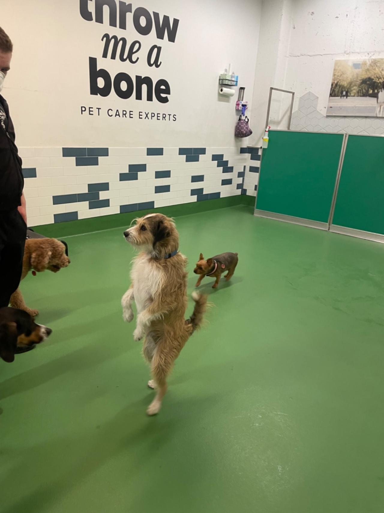Throw Me A Bone @ 525 W 52nd St | Paw Partner