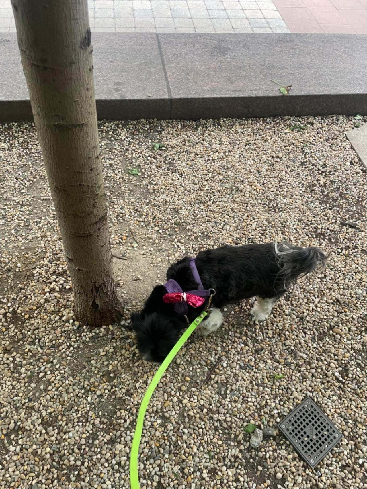 Throw Me A Bone @ 525 W 52nd St | Paw Partner