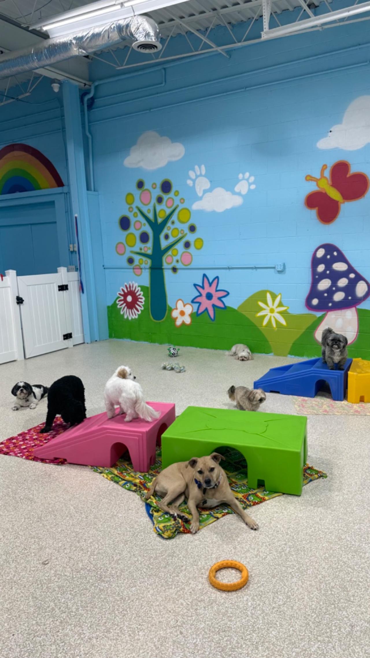 Wee Little Paws Inn - Crystal Lake | Paw Partner