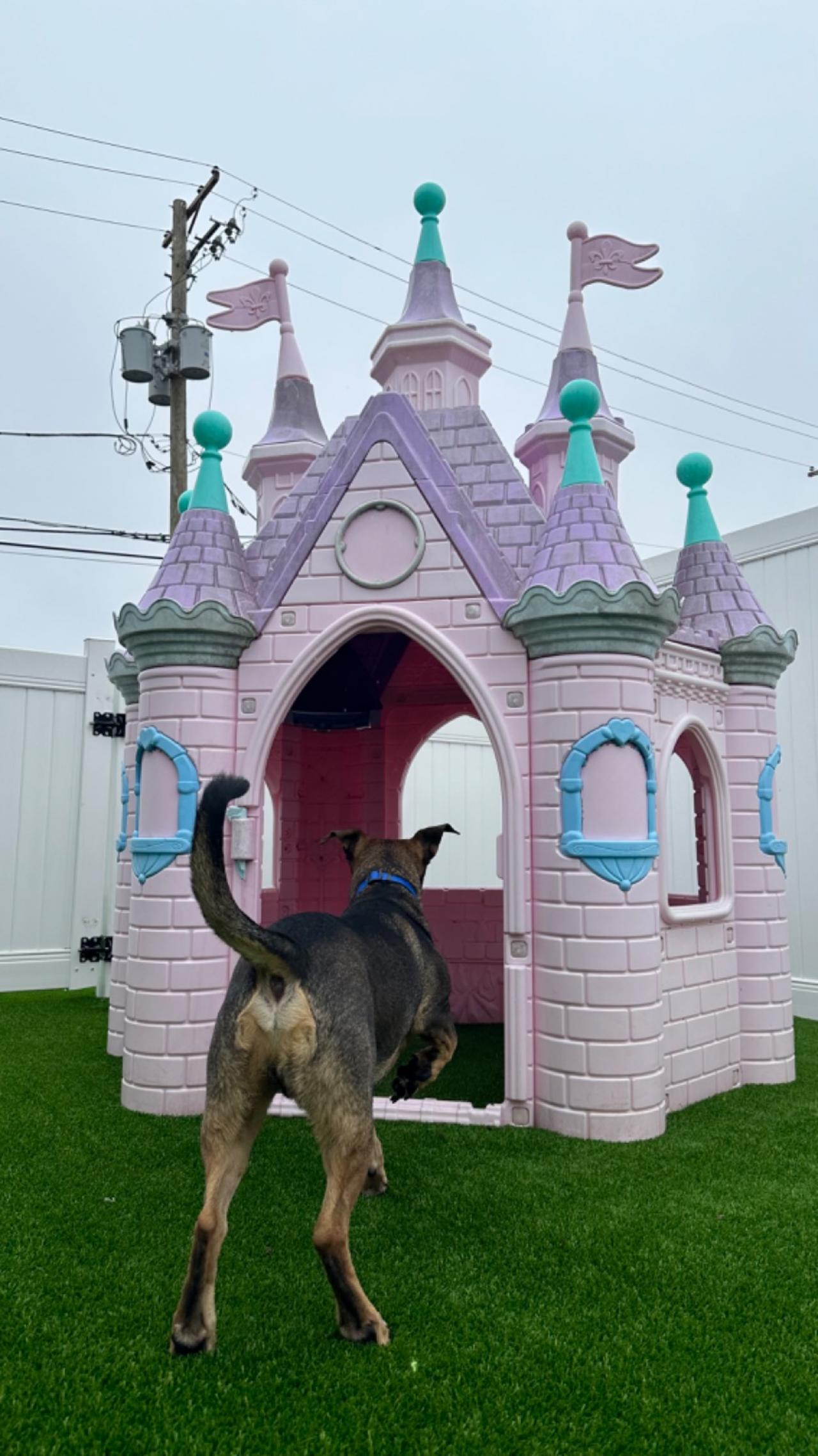 Wee Little Paws Inn - Crystal Lake | Paw Partner