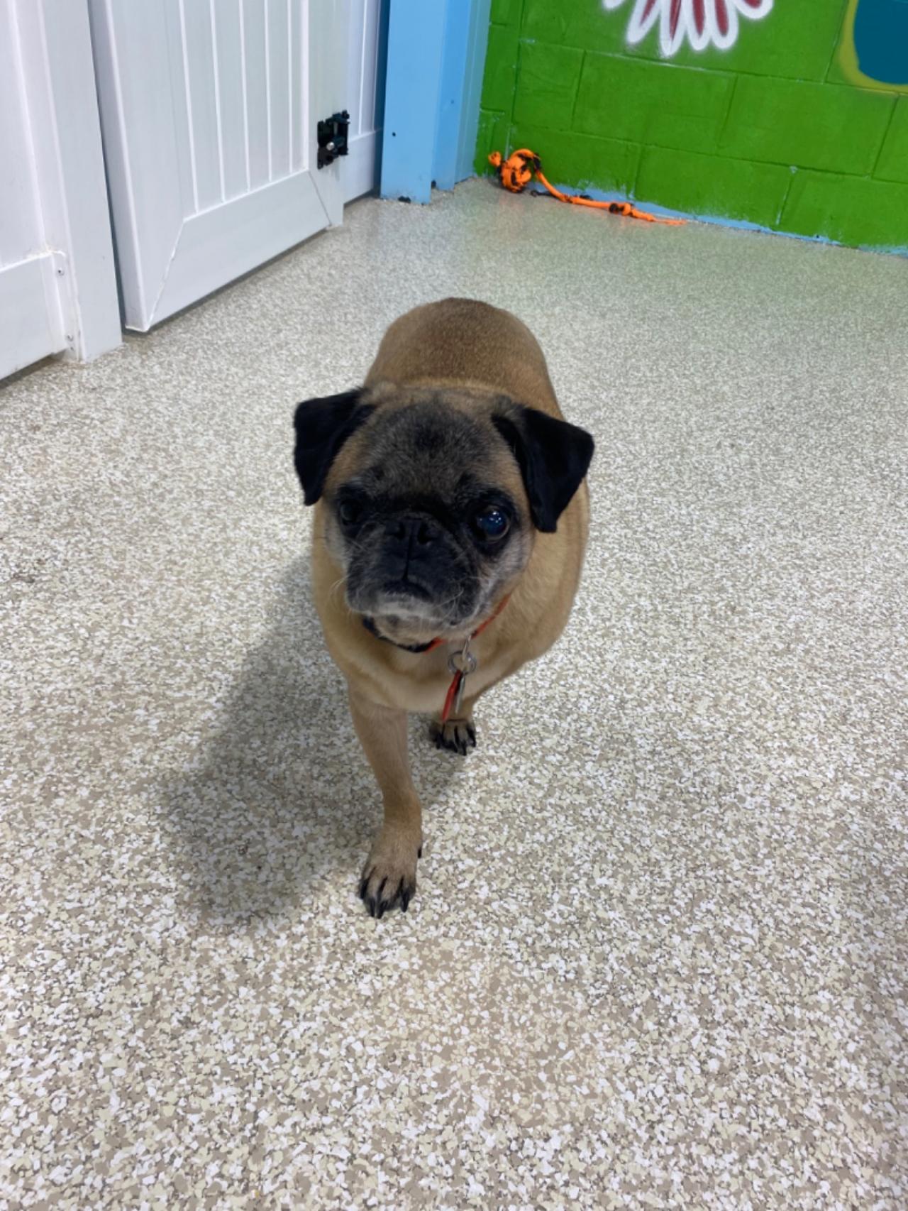 Wee Little Paws Inn - Crystal Lake | Paw Partner