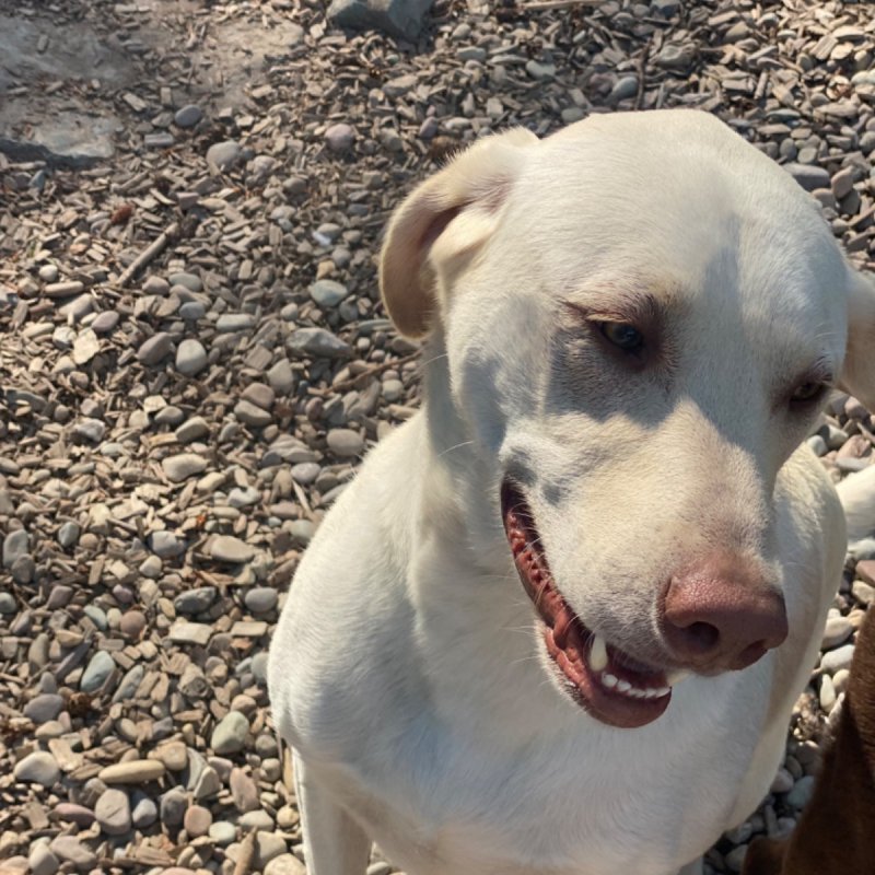 Three Dog Ranch | Paw Partner