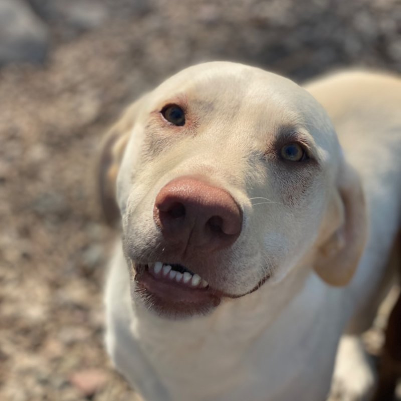 Three Dog Ranch | Paw Partner