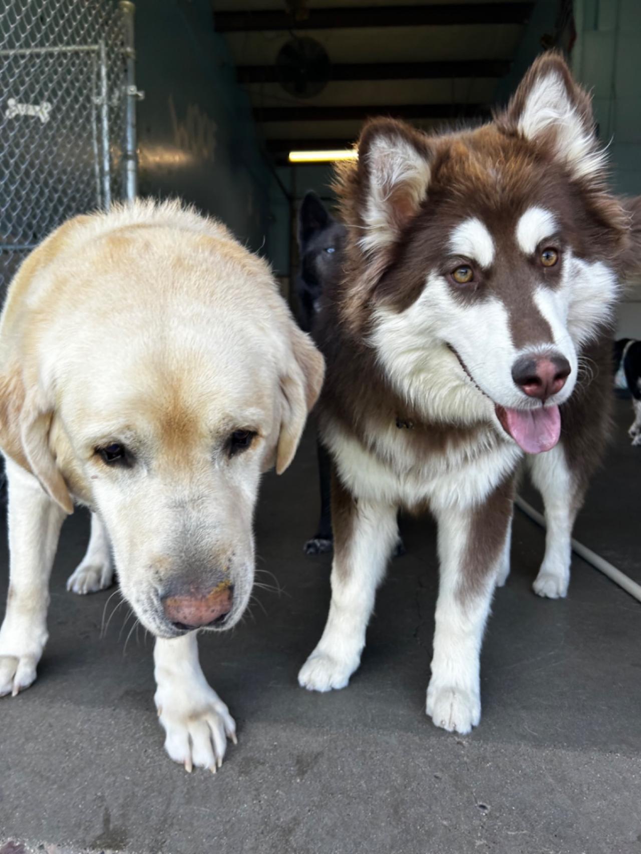 Wags And Whiskers Pet Resort | Paw Partner