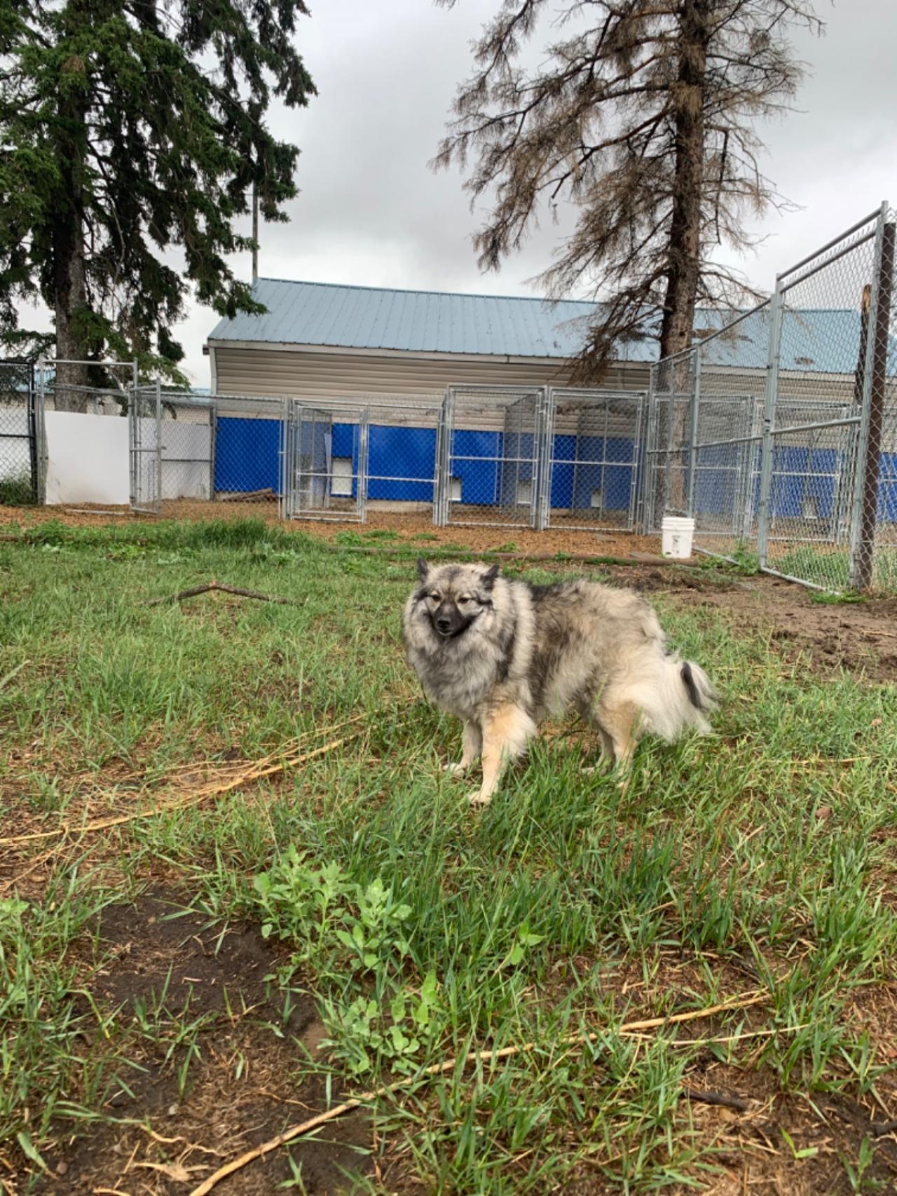 Very Important Pets Boarding Kennel & Grooming Salon | Paw Partner