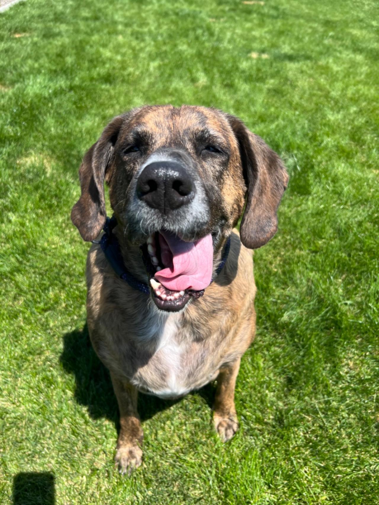 Country Kennels | Paw Partner