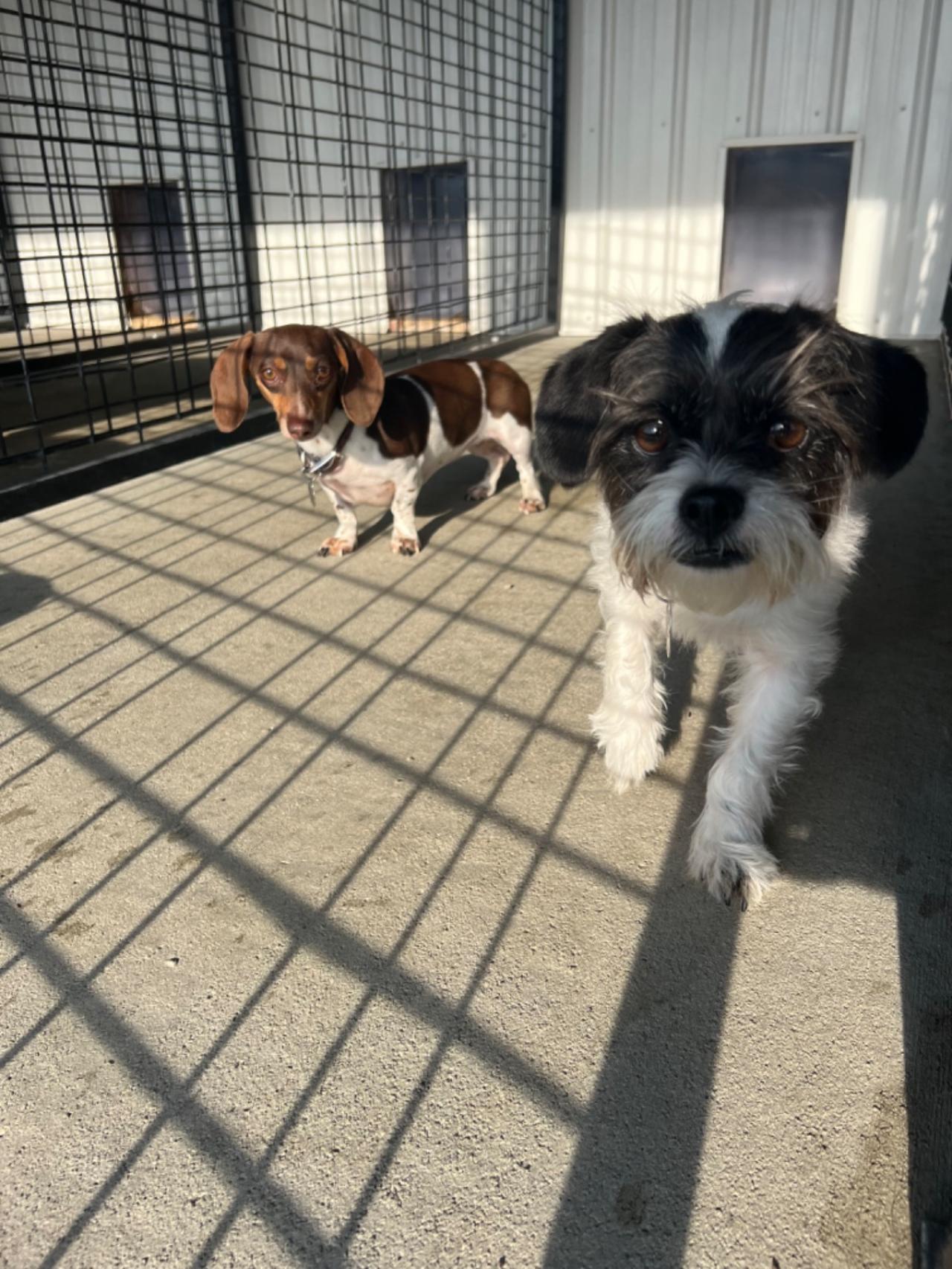 Country Kennels | Paw Partner