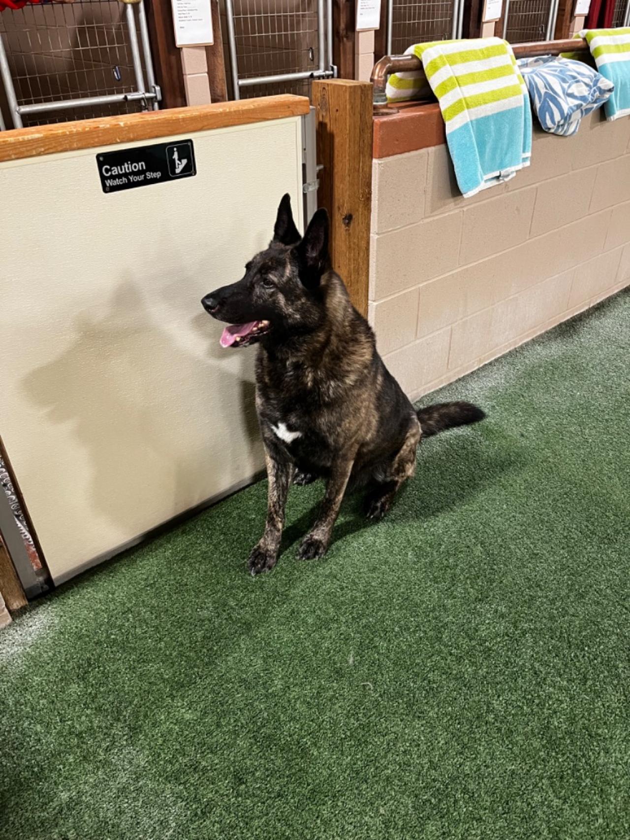 Club k9 At The Ranch | Paw Partner