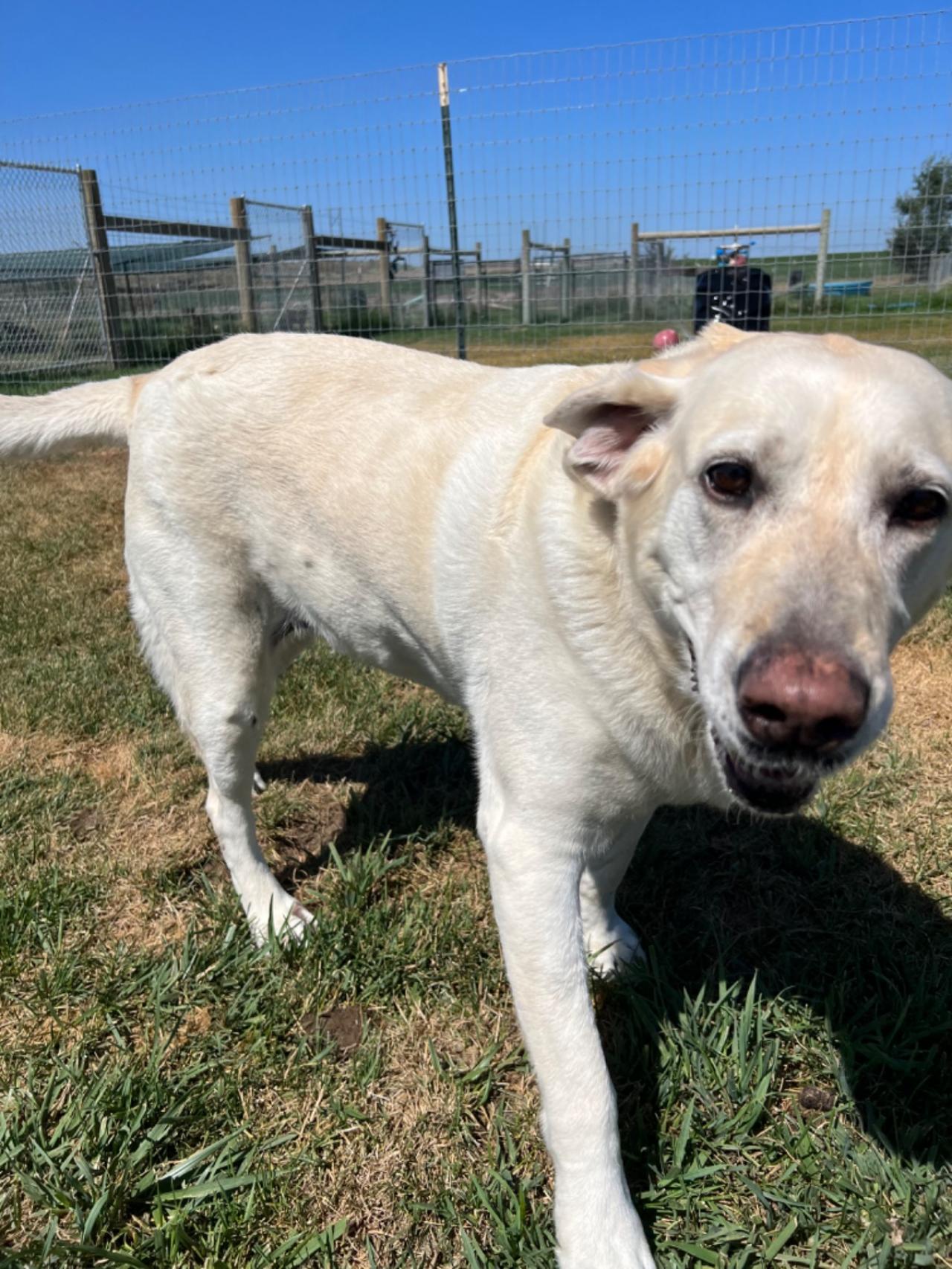 Country Kennels | Paw Partner