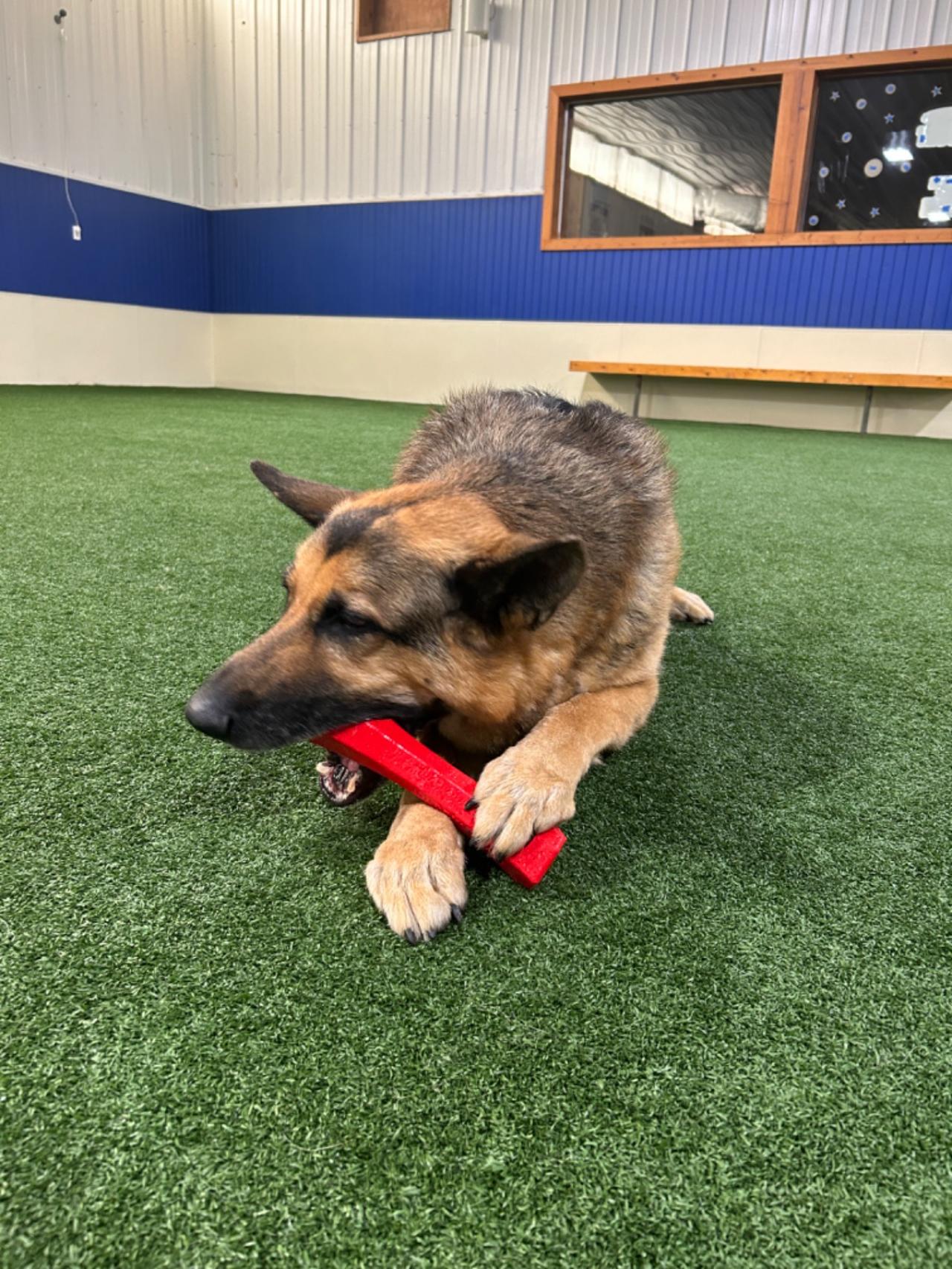 Club k9 At The Ranch | Paw Partner