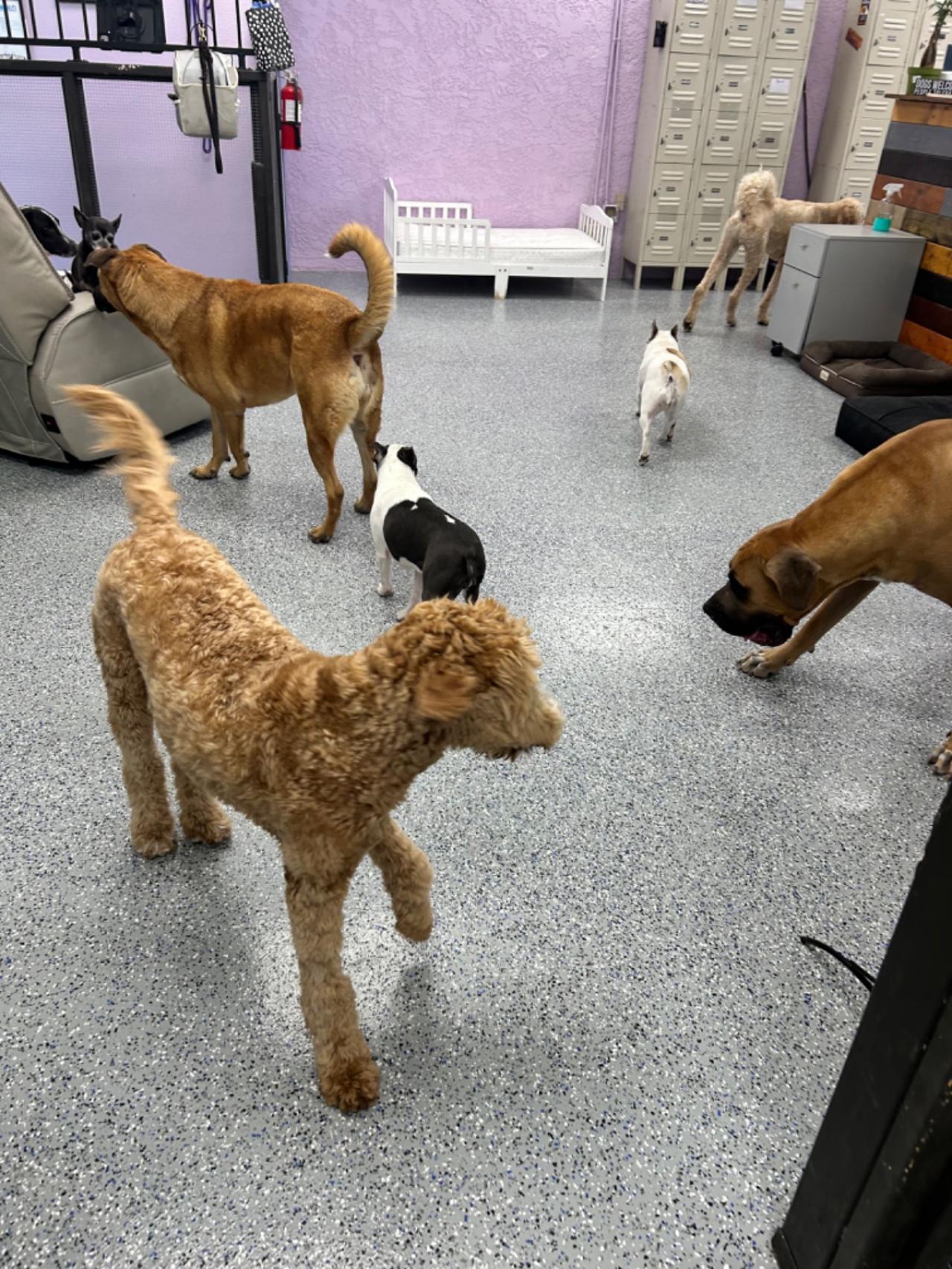 Dam Dog House | Paw Partner