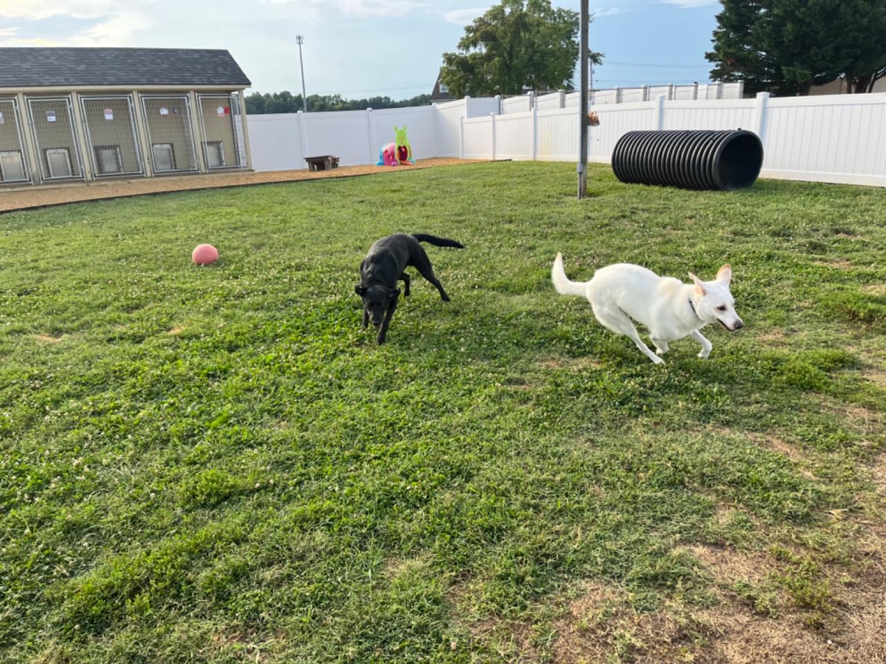 Spalding Farms Only Paws Luxury Resort And Spa | Paw Partner