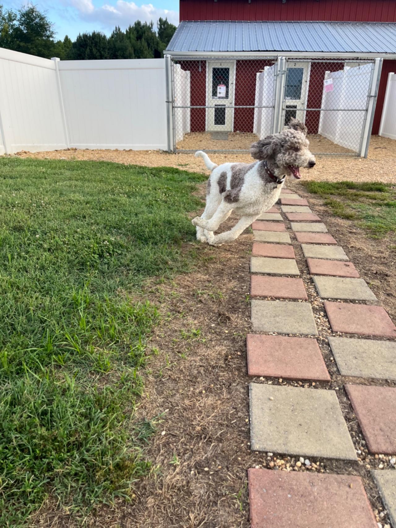 Spalding Farms Only Paws Luxury Resort And Spa | Paw Partner